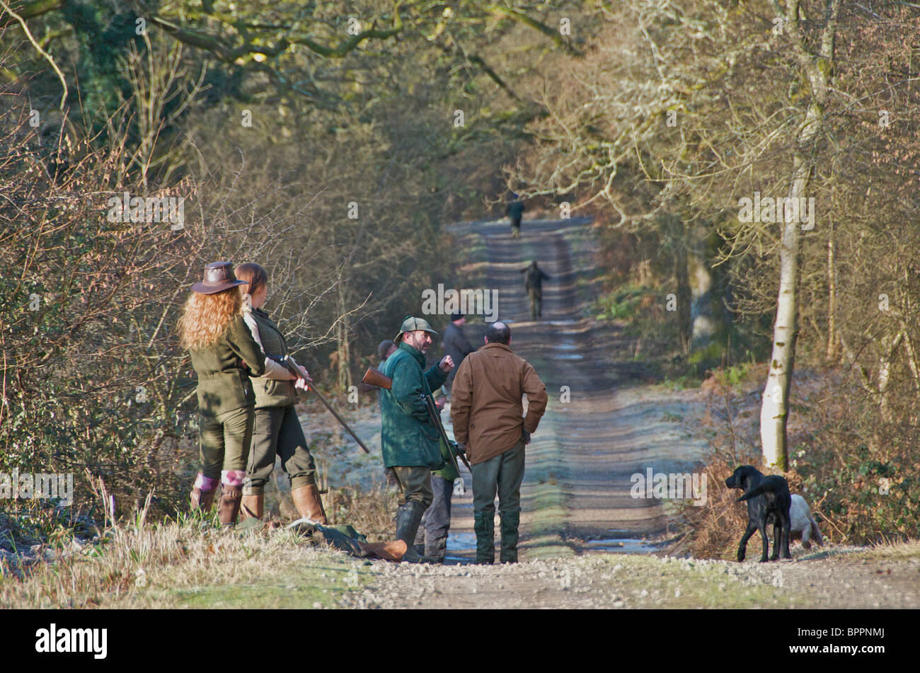A pheasant shoot in the UK Stock Photo - Alamy