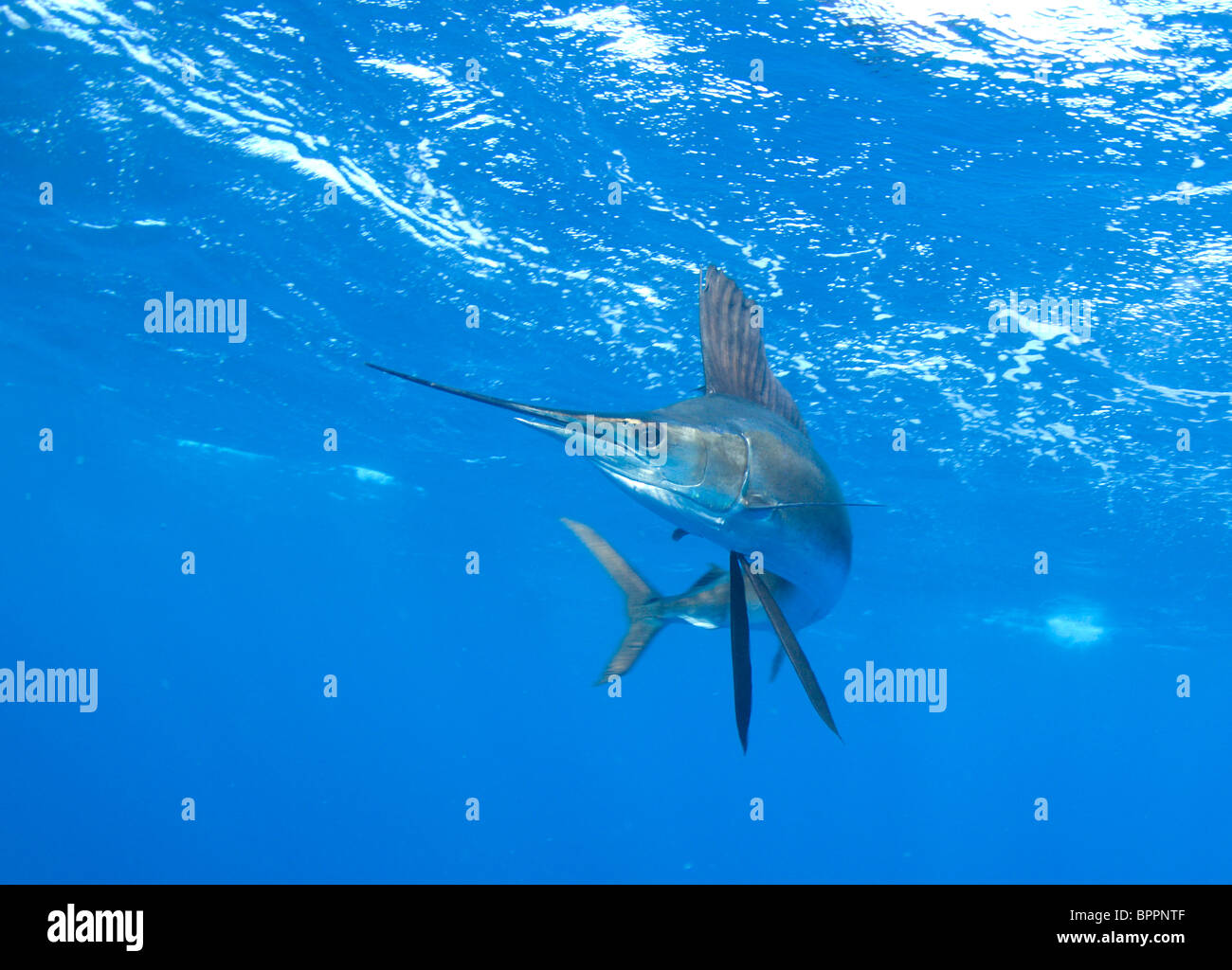 Istiophorus Platypterus Sailfish High Resolution Stock Photography and ...
