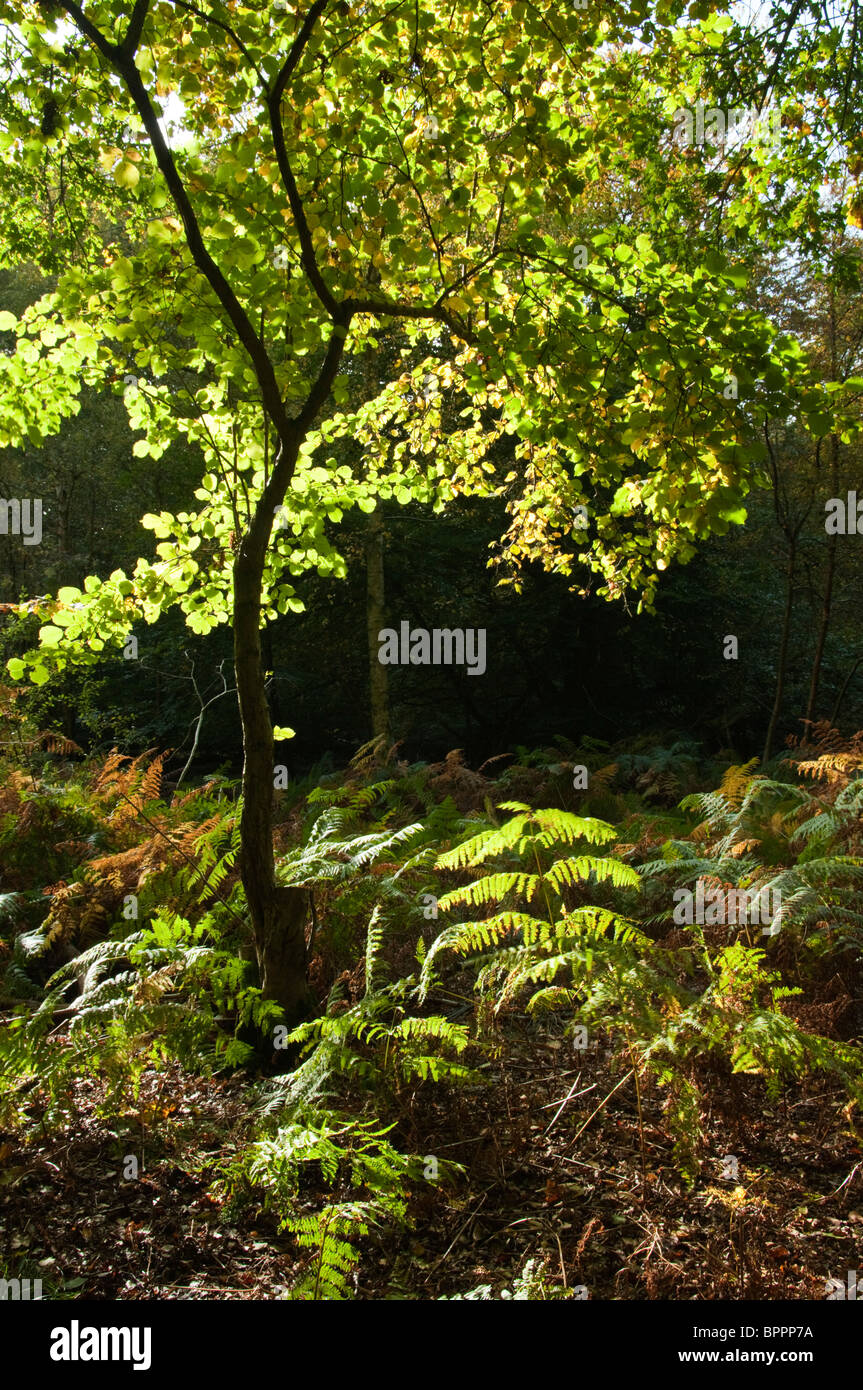 Leaves catching the light hi-res stock photography and images - Alamy