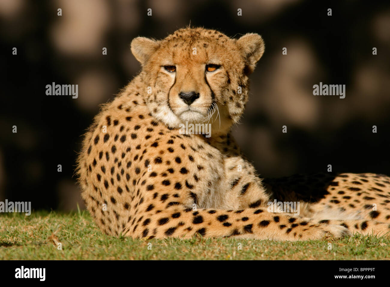 Frontal of a cheetah hi-res stock photography and images - Alamy
