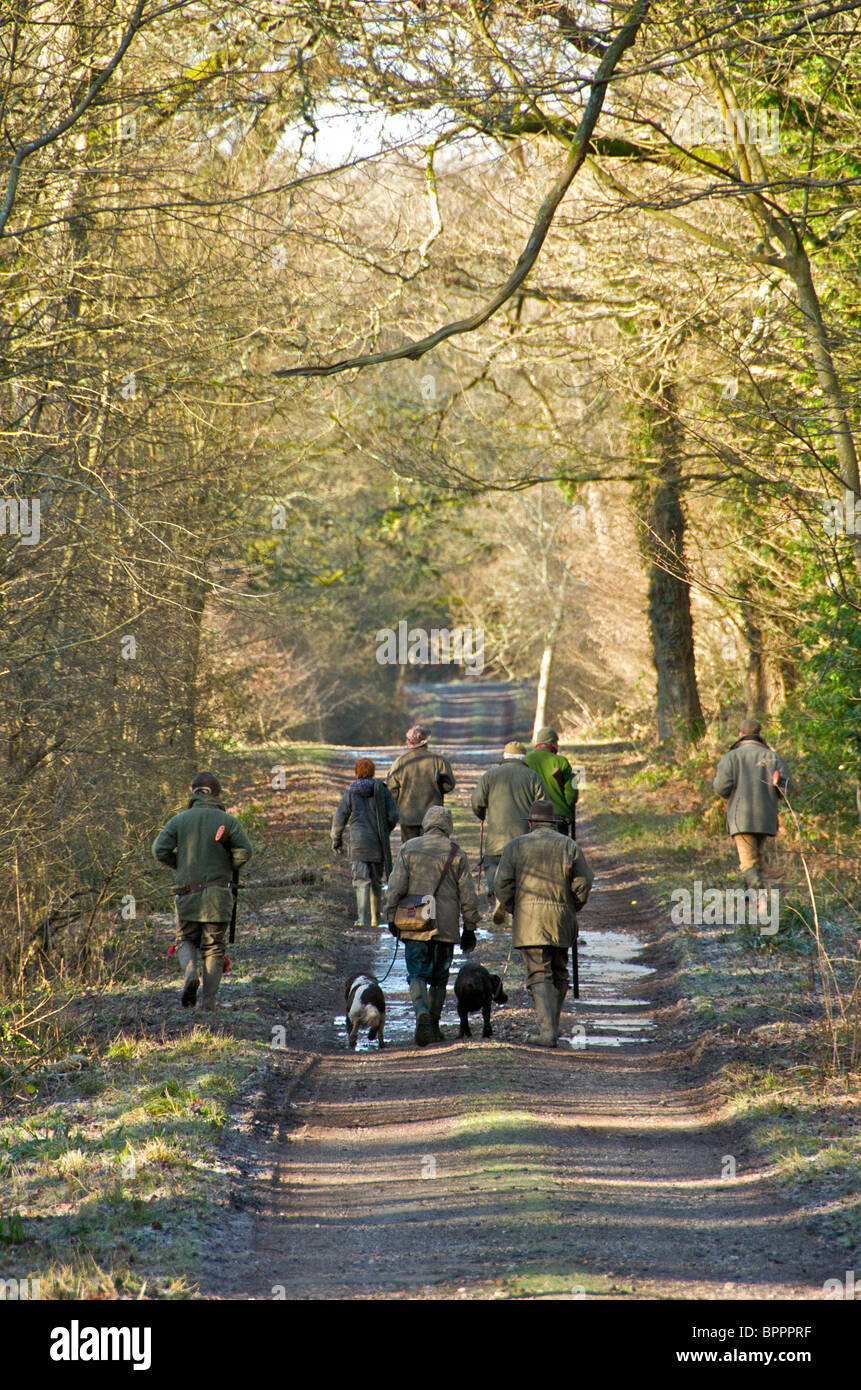 A pheasant shoot in the UK Stock Photo - Alamy