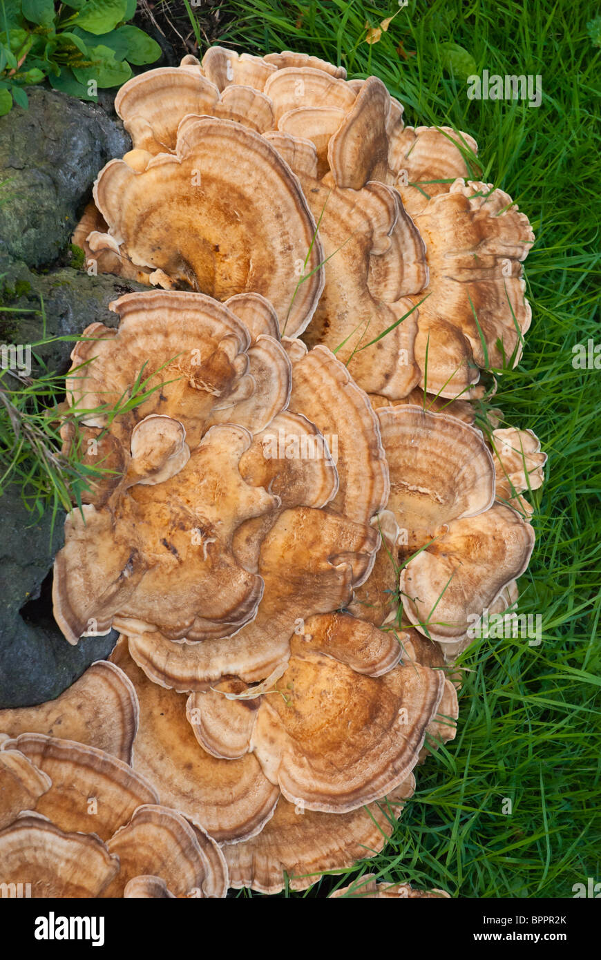 Variegated sycamore tree hi-res stock photography and images - Alamy