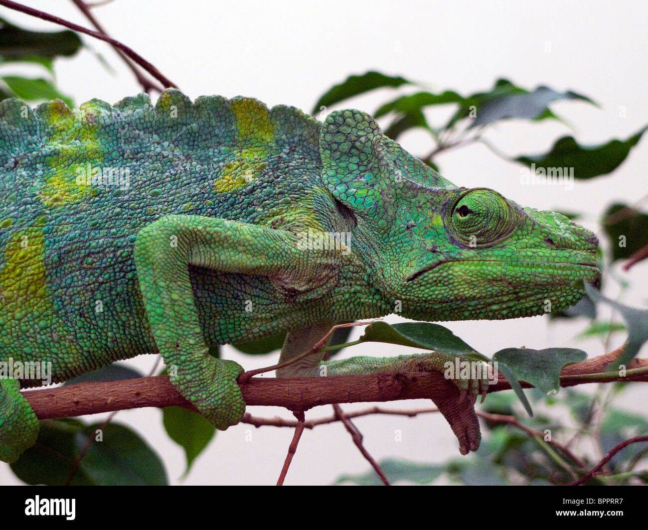 Cameleon hi-res stock photography and images - Alamy