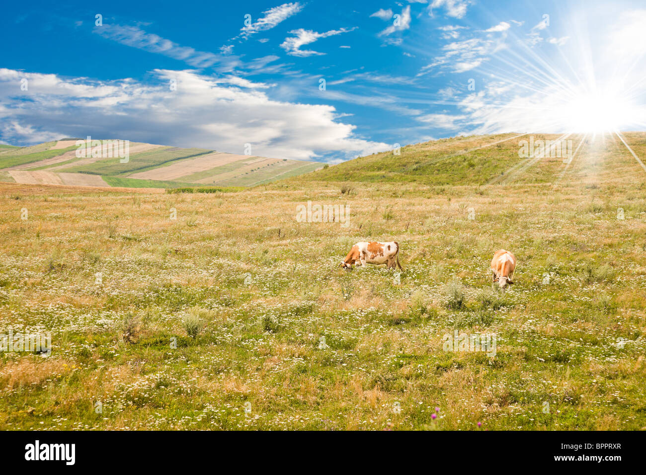 Farm grazing cows cattle hi-res stock photography and images - Alamy
