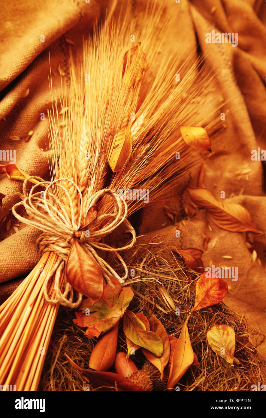 Autumn wheat background with leaves Stock Photo - Alamy