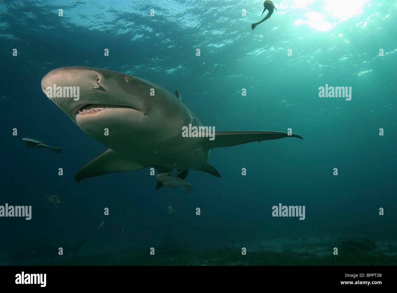 Shark In The Deep High Resolution Stock Photography and Images - Alamy