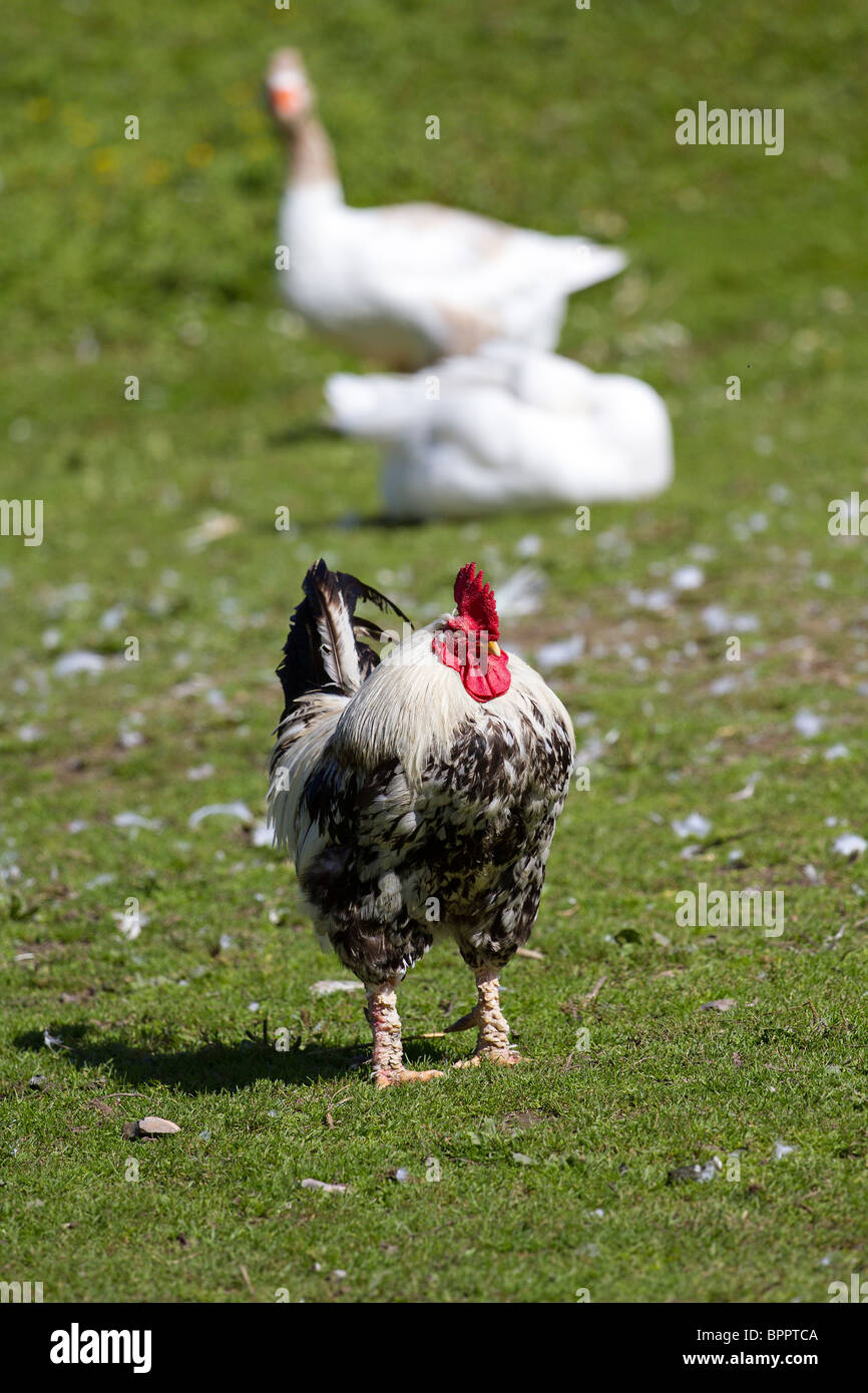 Dorking Bantam cockerel outdoors Stock Photo - Alamy