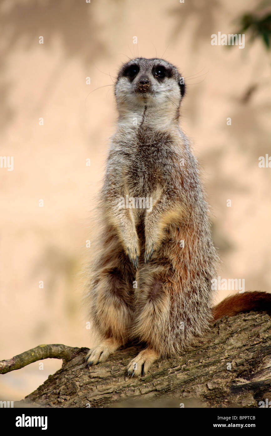 A meerkat on the lookout Stock Photo - Alamy