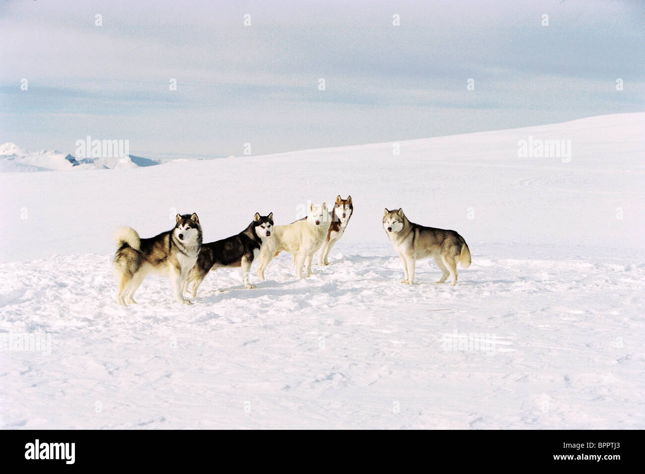 Antarctica Husky Dogs 2006 High Resolution Stock Photography and Images - Alamy