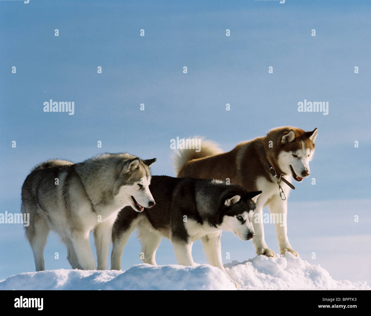 Max Film Title Eight Below Stock Photos & Max Film Title Eight Below ...