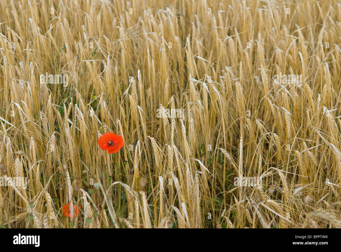 Two poppy flowers in a field of wheat Stock Photo - Alamy