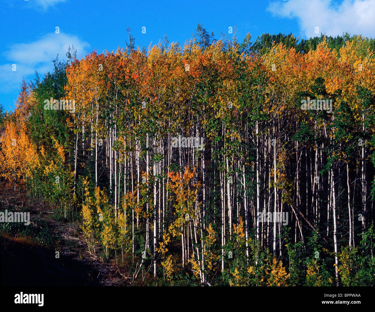 Alaska,USA. Birch trees,Fall color Stock Photo - Alamy