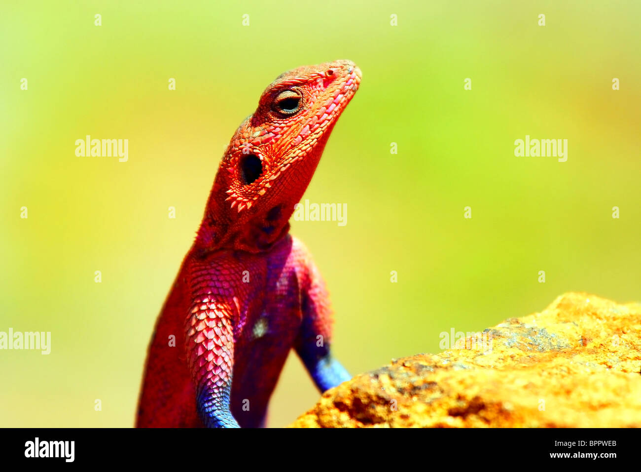 Masai mara lizard hi-res stock photography and images - Alamy