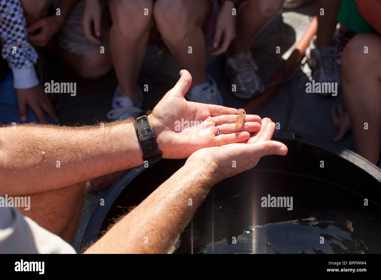 Mexico marine biologist hi-res stock photography and images - Alamy