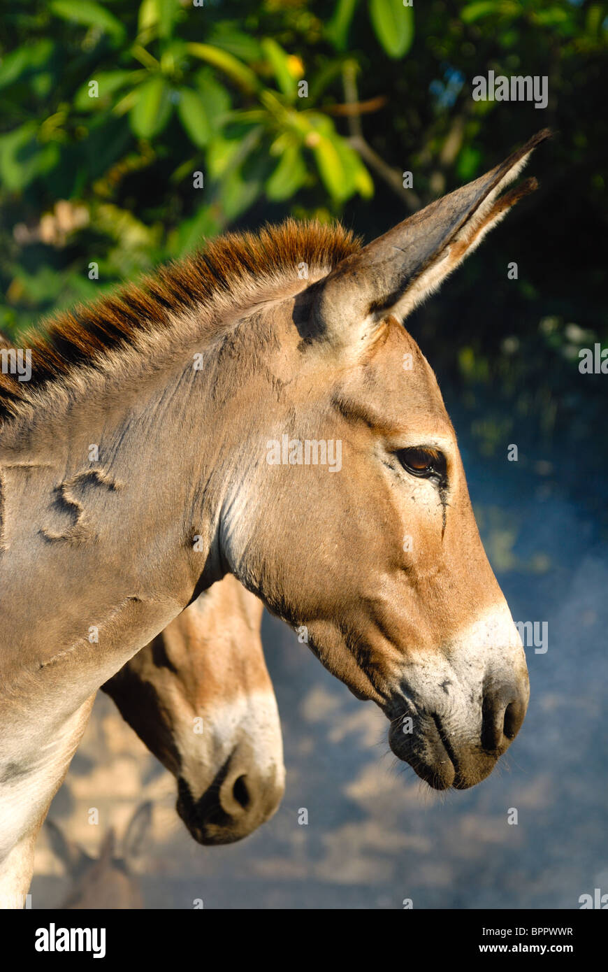 Lamu donkey hi-res stock photography and images - Alamy