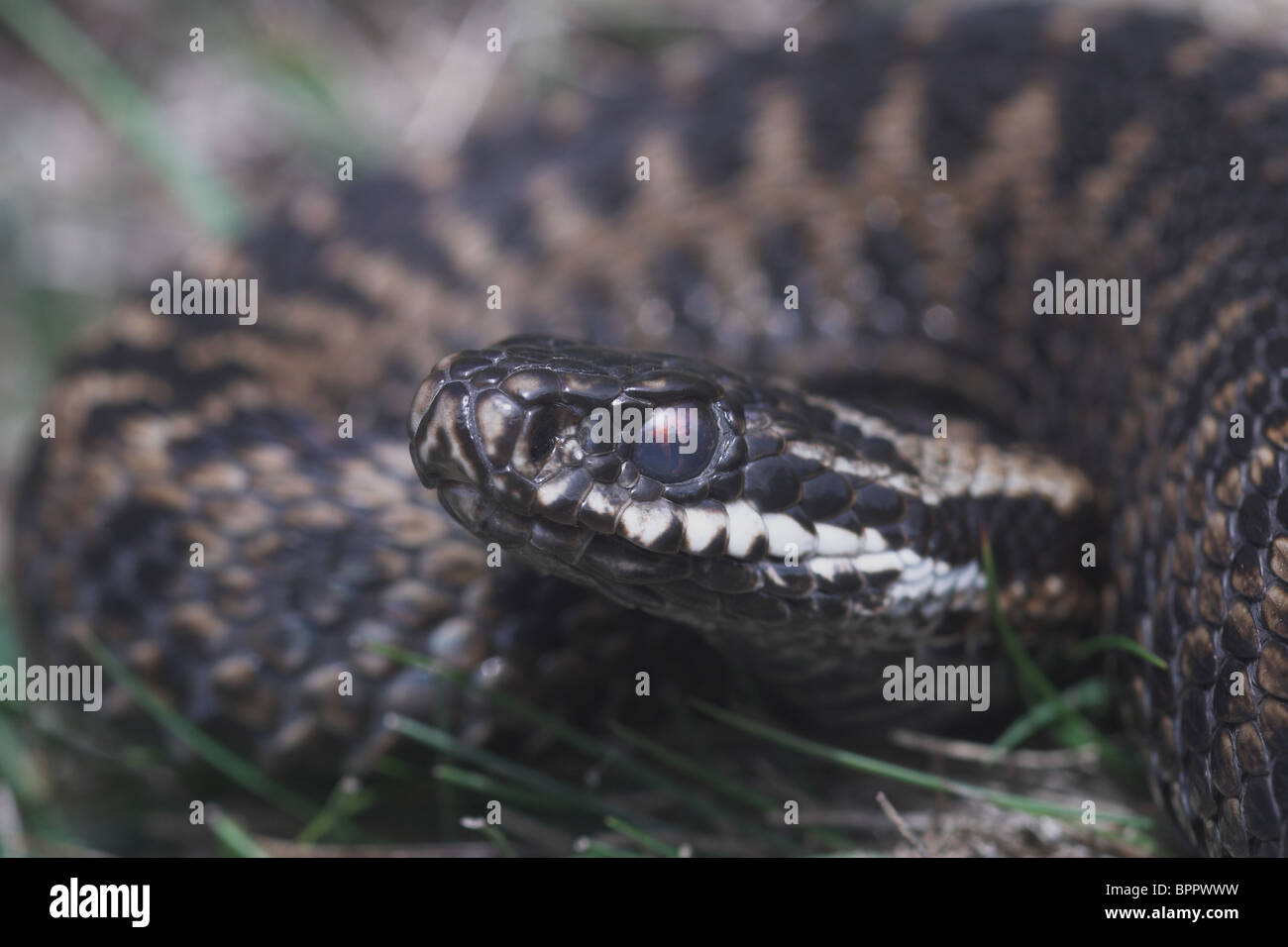 Venomous snake british siles hi-res stock photography and images - Alamy
