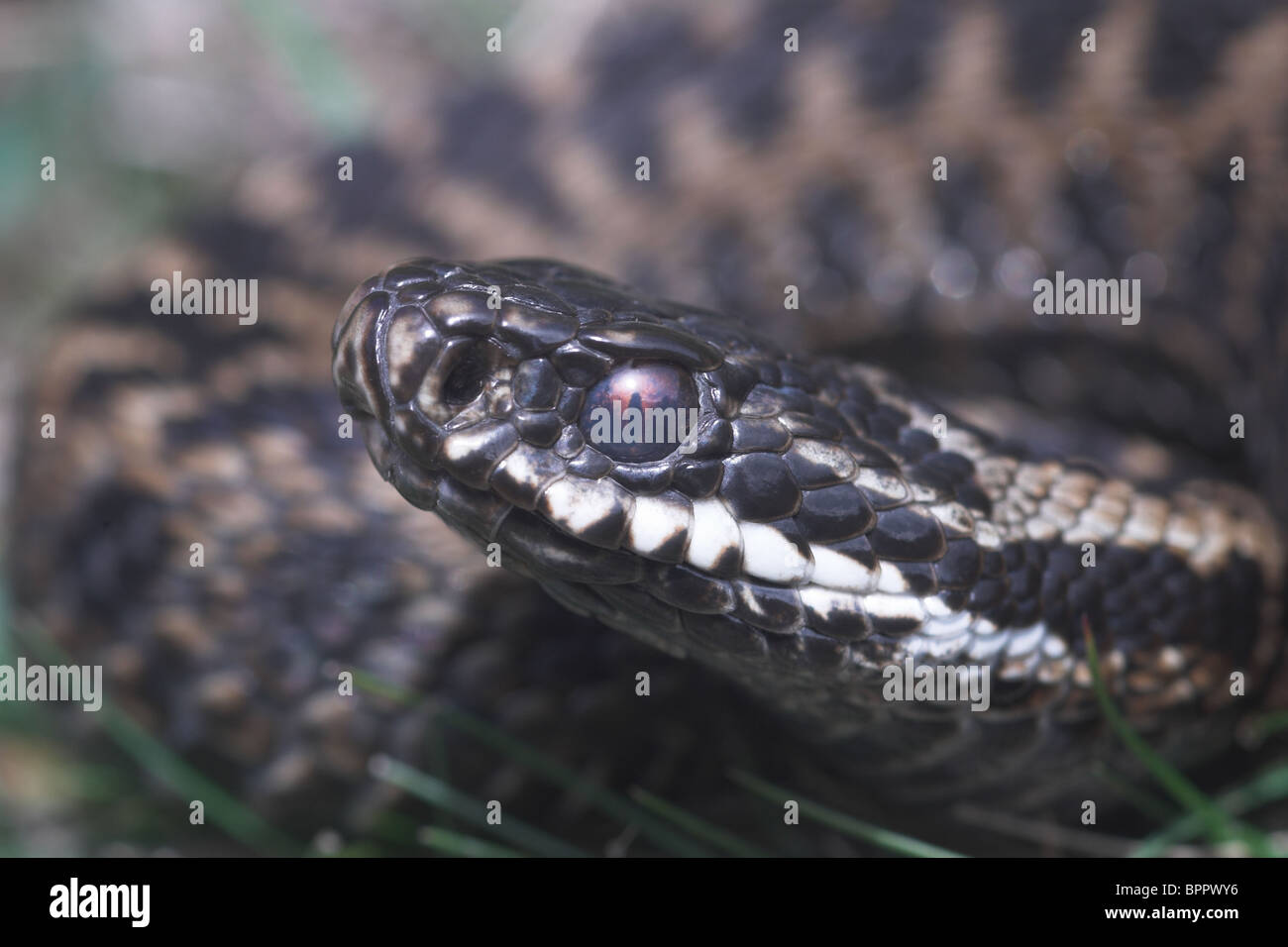 Adder. Somerset. UK Stock Photo - Alamy