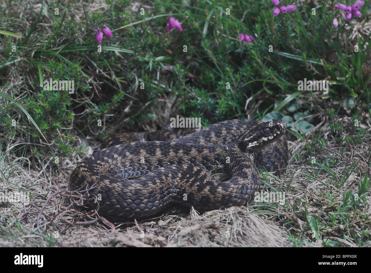 Adder Somerset. UK Stock Photo - Alamy