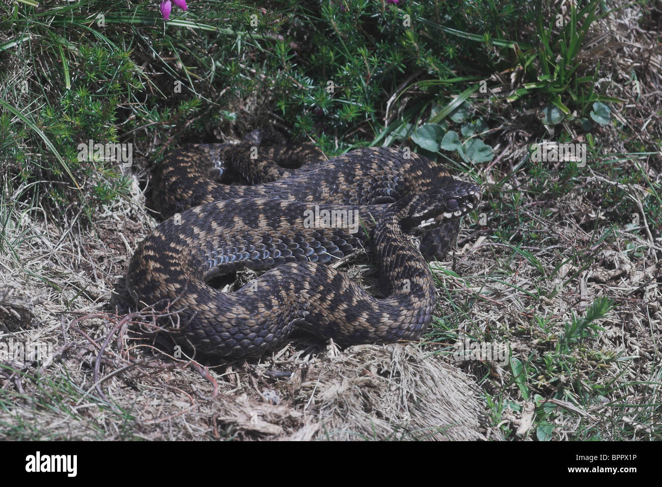 European adder snake hi-res stock photography and images - Alamy