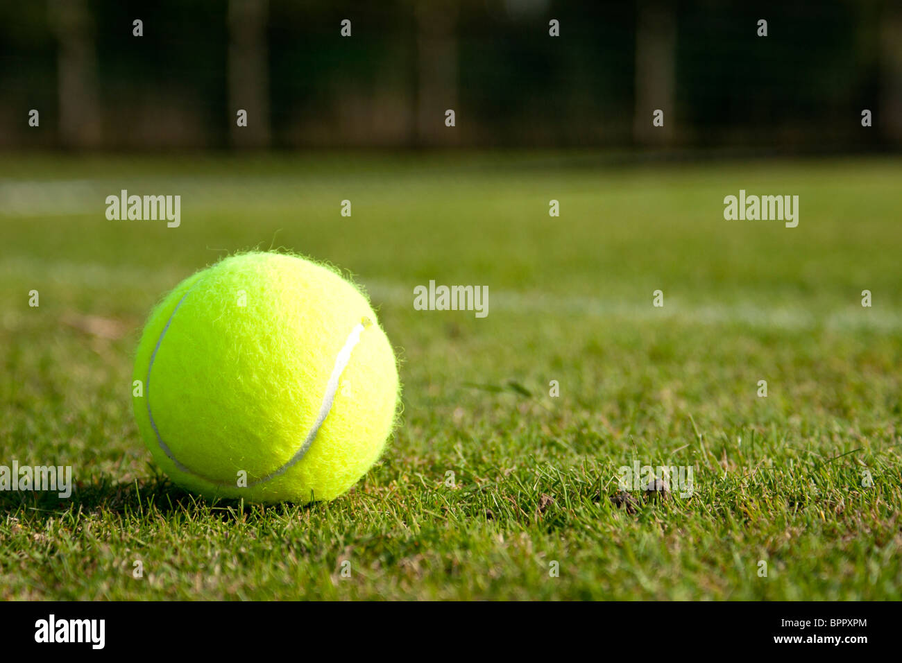 A simple shot of a solitary tennis ball nestling on a grass court ...