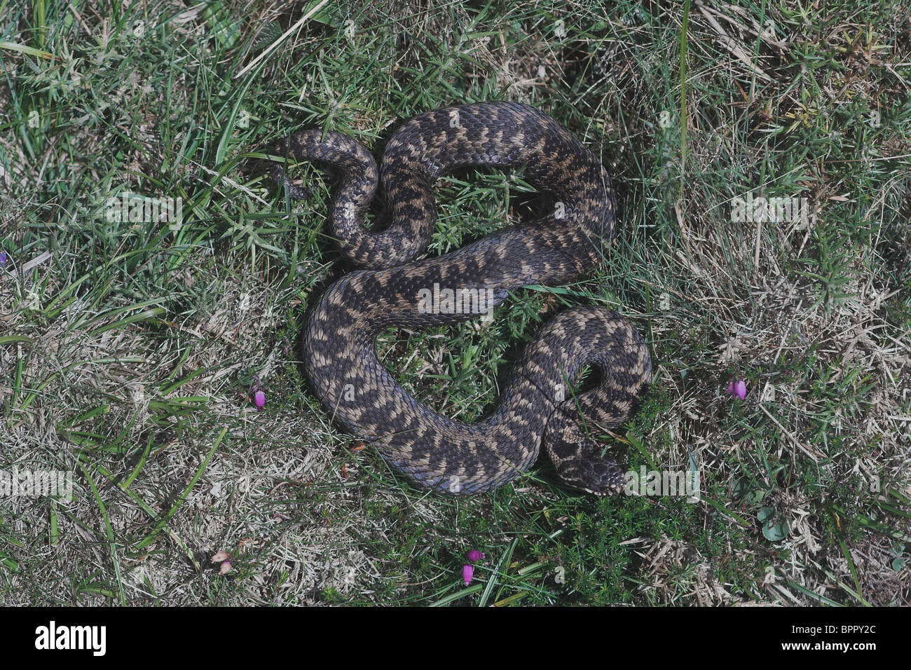 Adder Vipera berus Stock Photo - Alamy