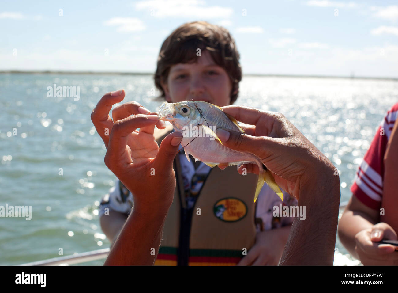 Piggy perch hi-res stock photography and images - Alamy