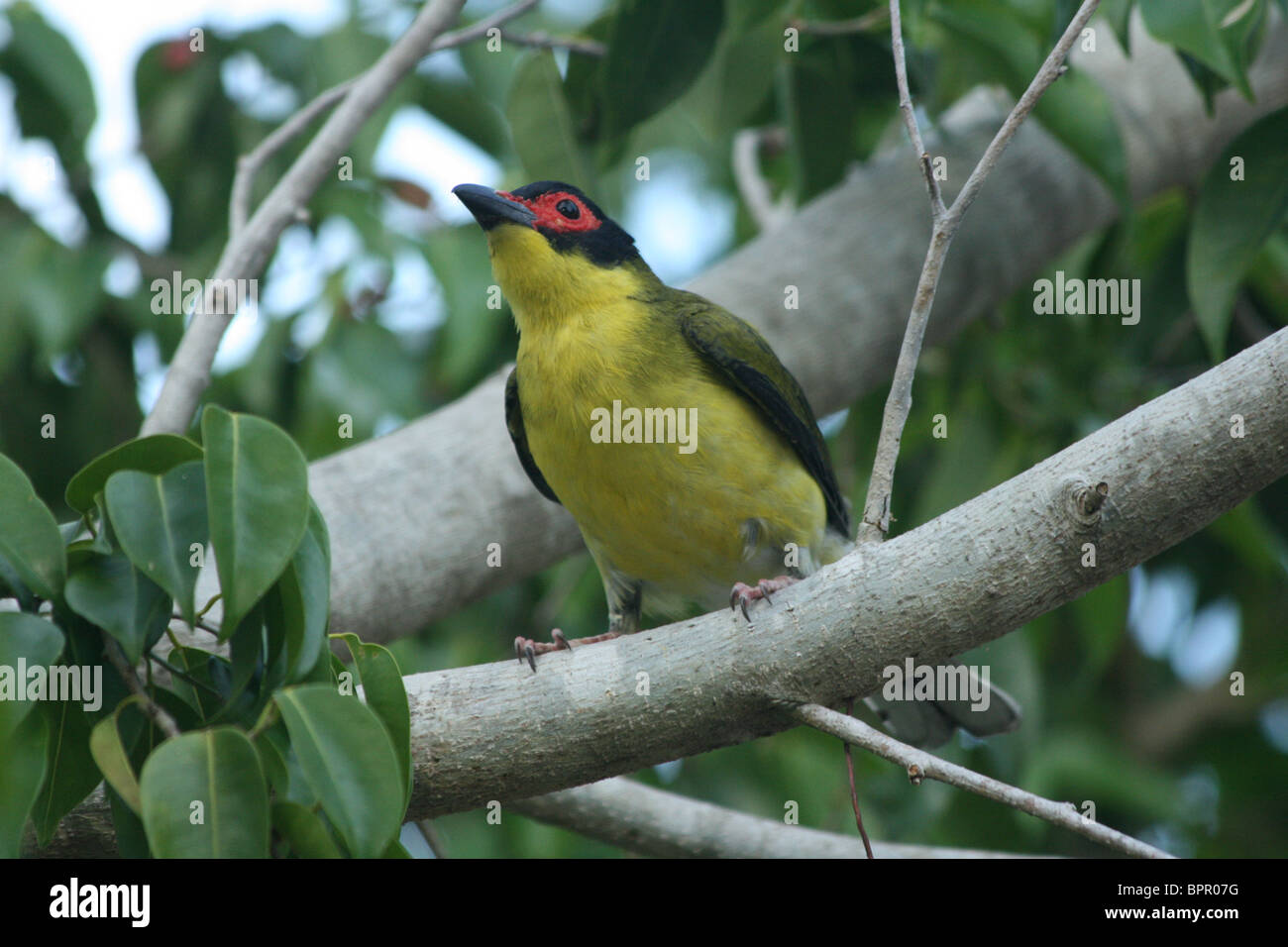 Figbird hi-res stock photography and images - Alamy