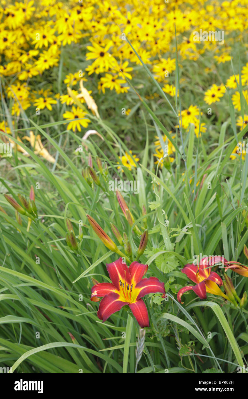 Hybrid lilies at The Russell-Colbath Historic Homestead site located ...