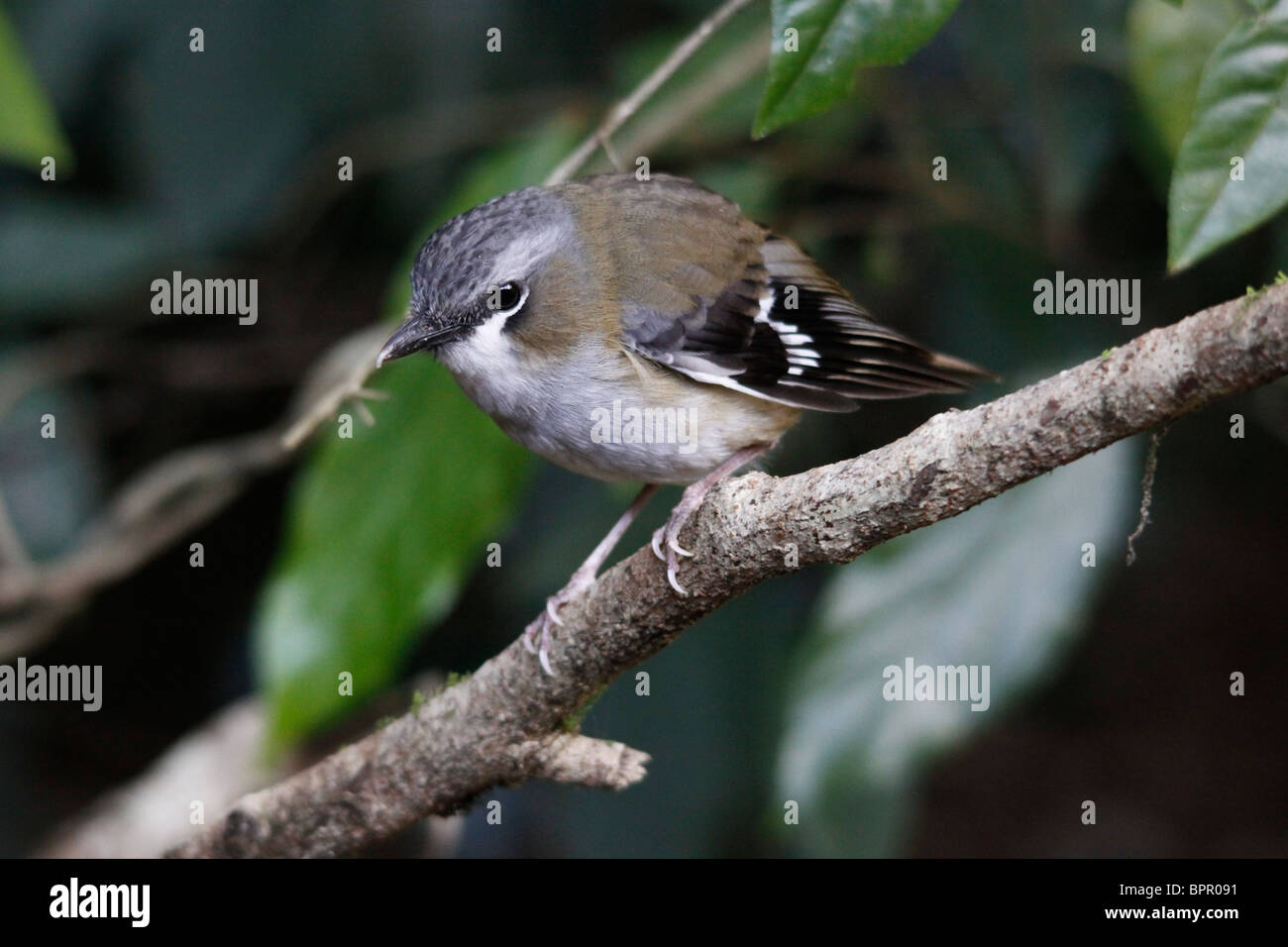 Grey headed robin hi-res stock photography and images - Alamy