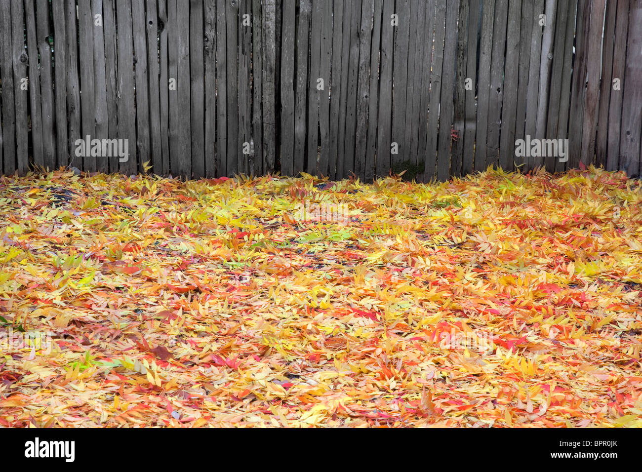 Ash color hi-res stock photography and images - Alamy