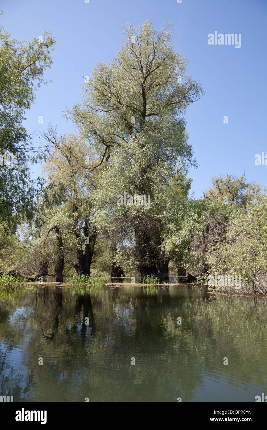 Beautiful summer landscape in Danube Delta, Romania Stock Photo - Alamy