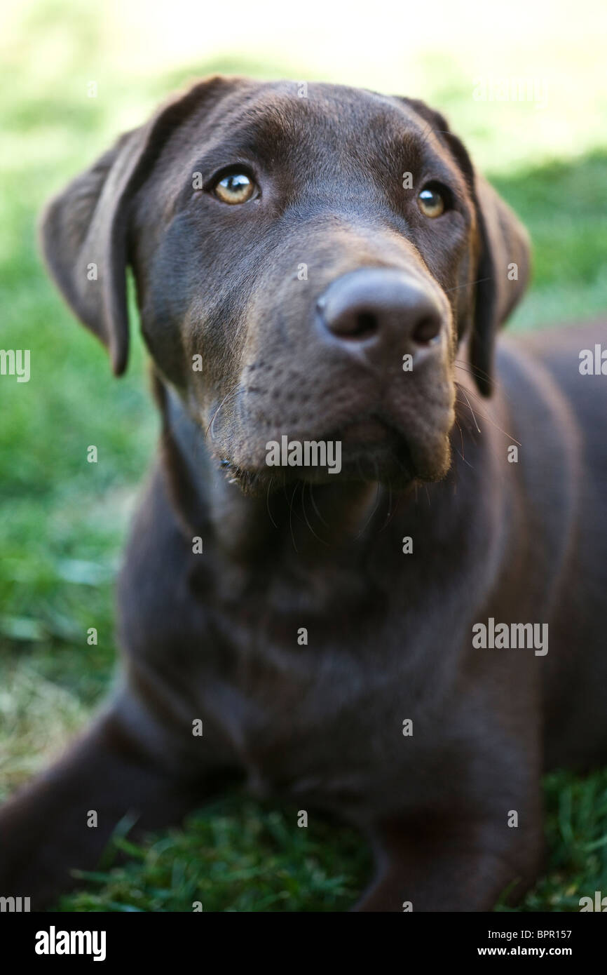 Chocolate Lab Adult With Green Eyes