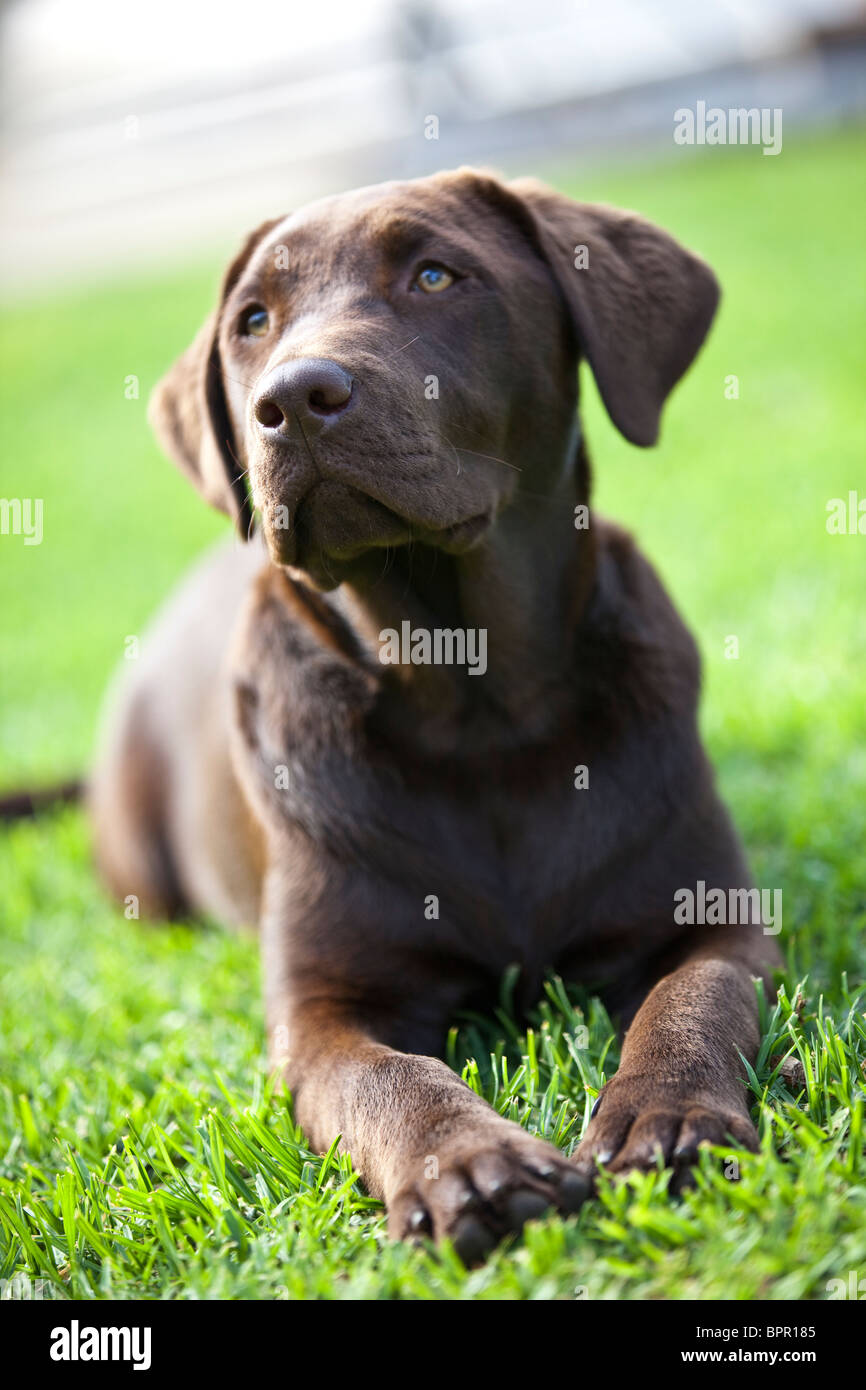 Chocolate Brown Labrador Stock Photo - Alamy