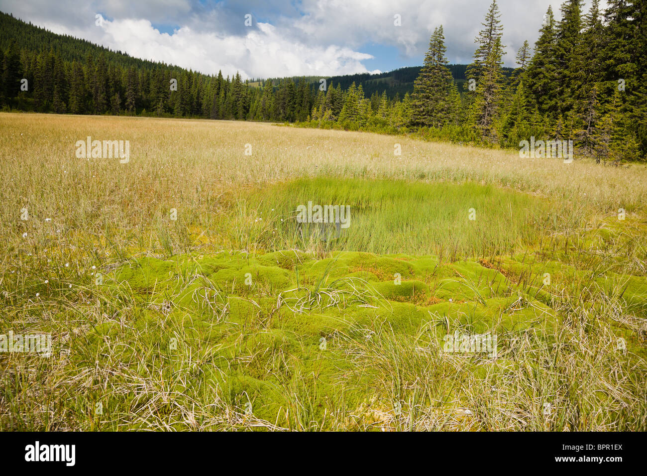 Bog in Cindrel Mountains, Romania Stock Photo - Alamy