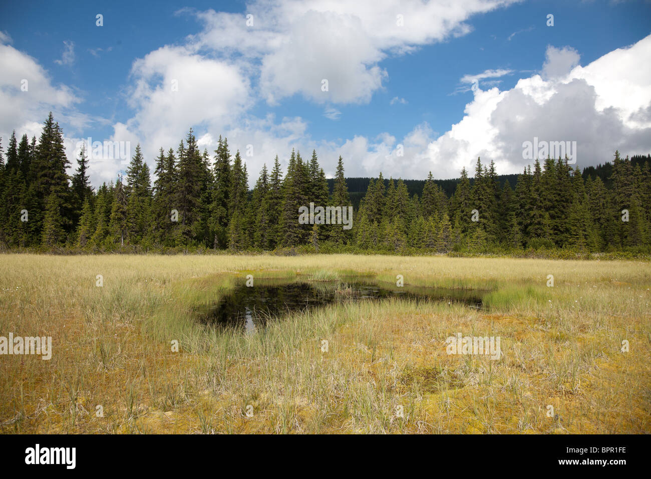 Bog in Cindrel Mountains, Romania Stock Photo - Alamy