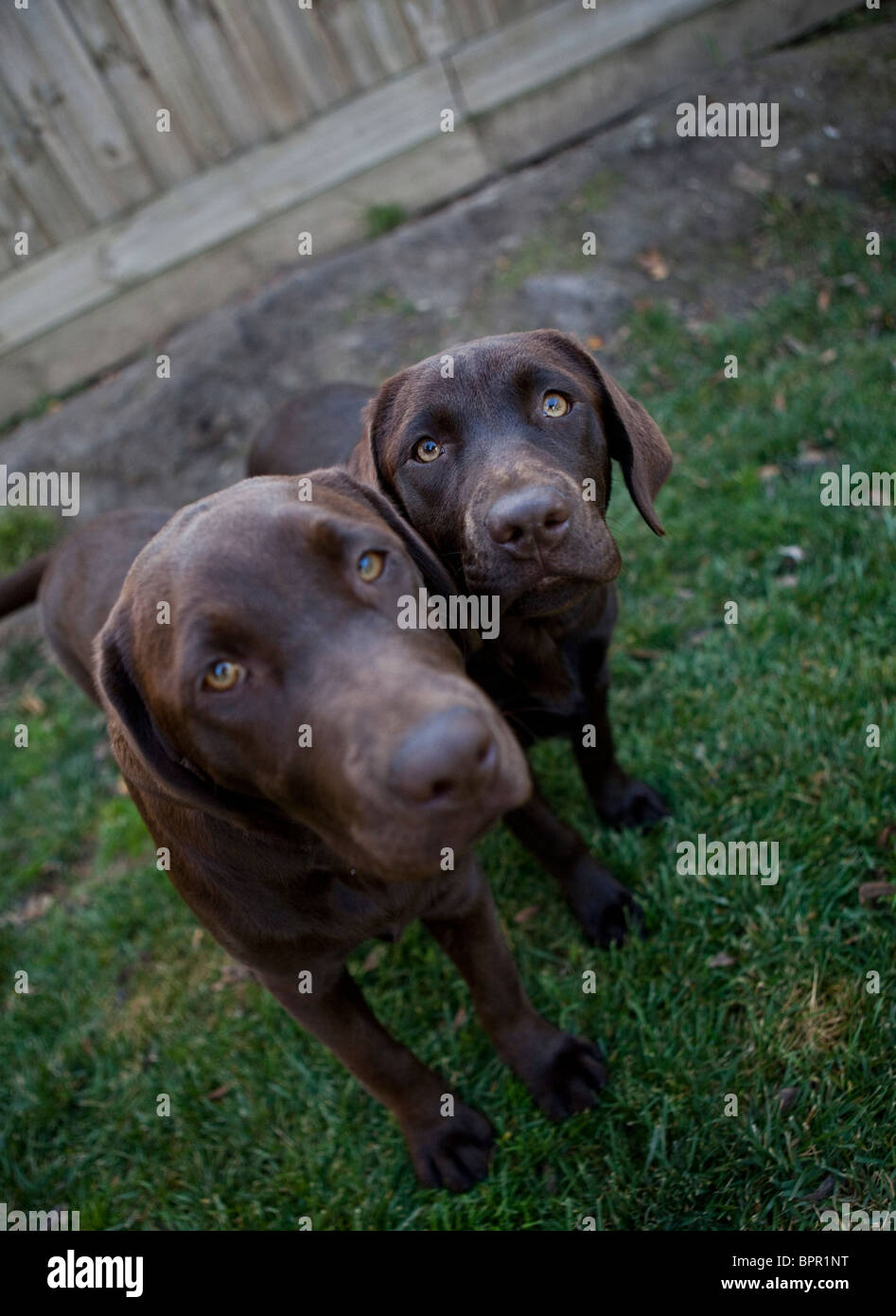Cute chocolate labrador retriever hi-res stock photography and images ...