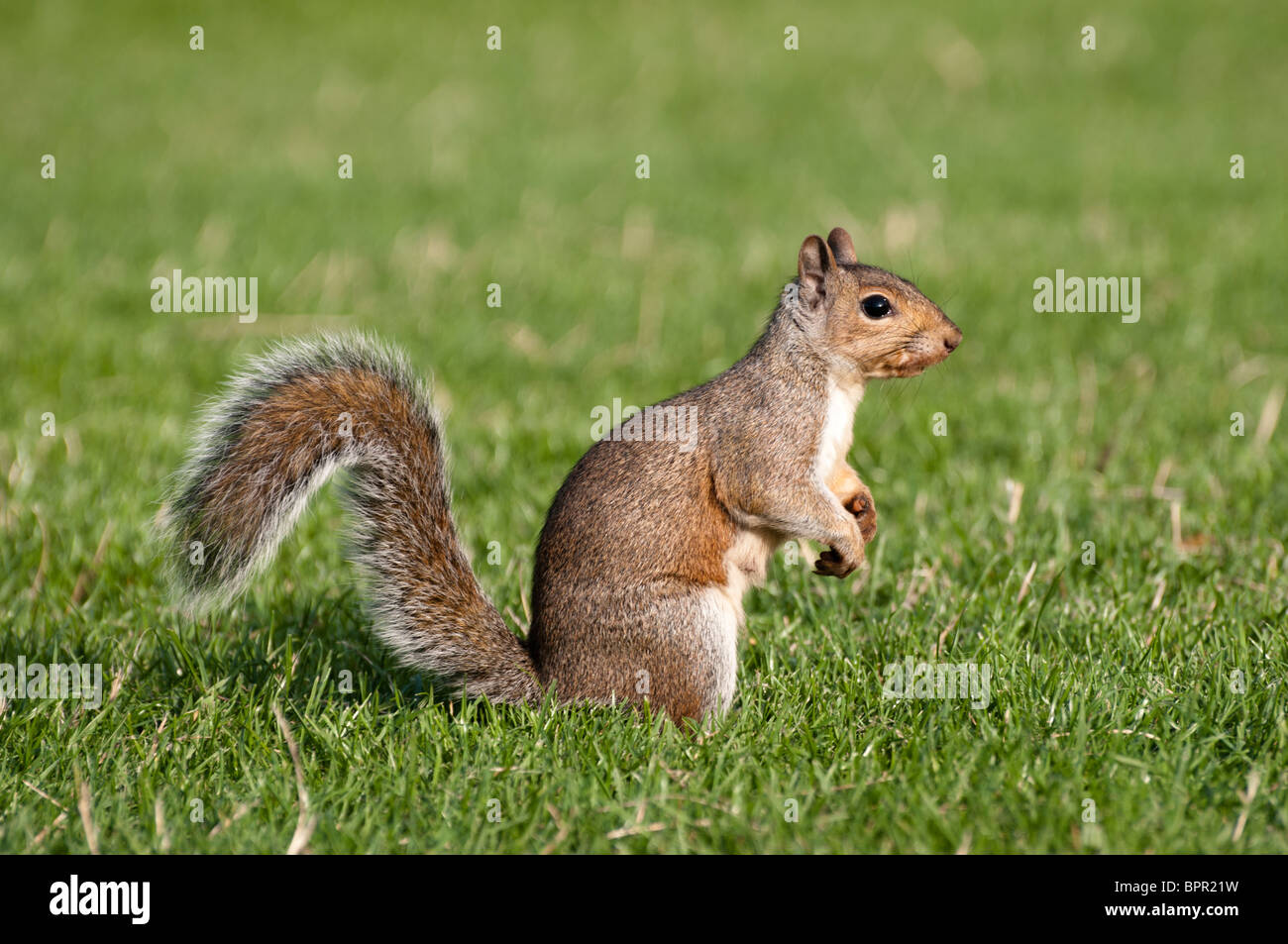 Side view profile whole hi-res stock photography and images - Alamy