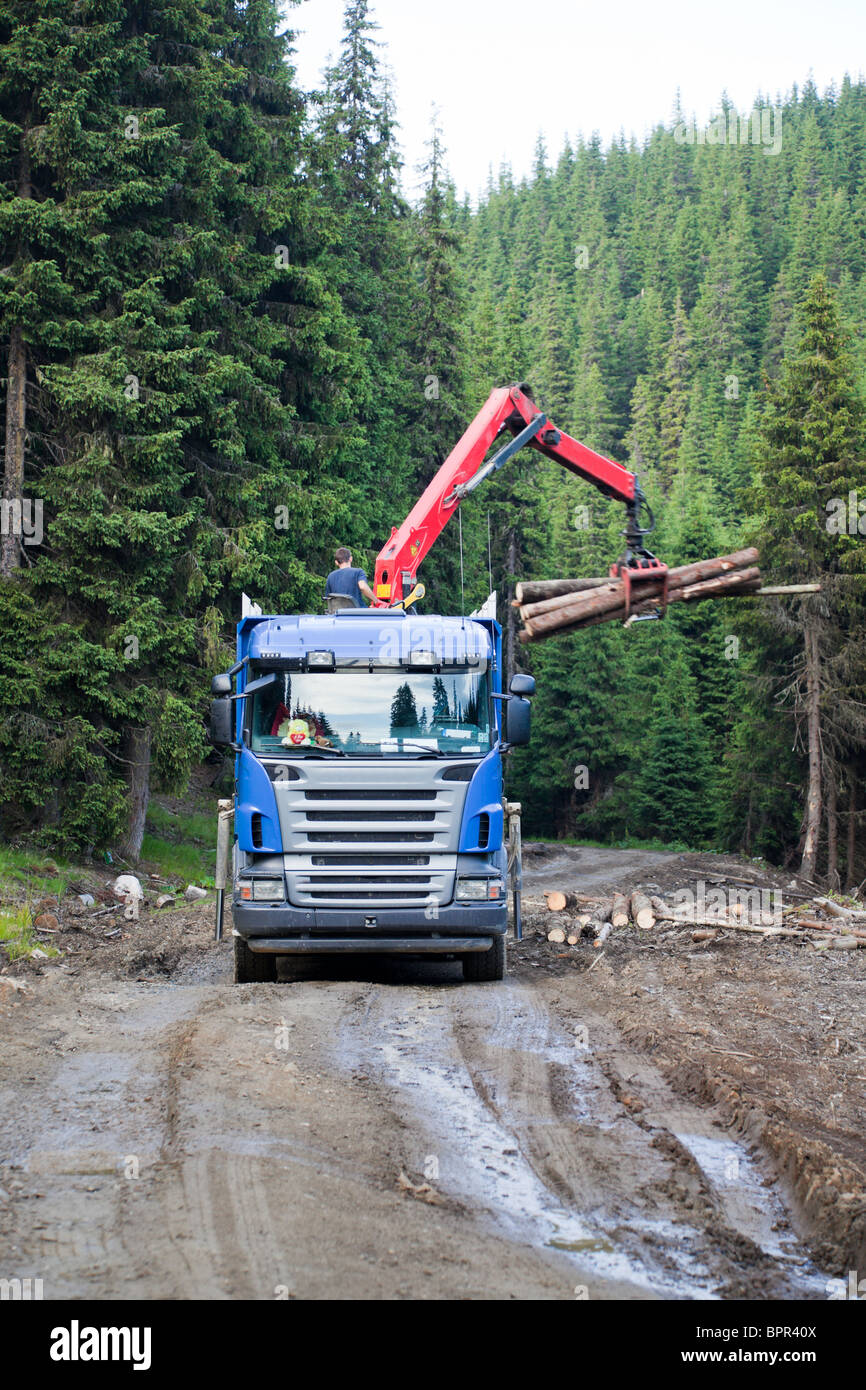 Forest industry truck loading hi-res stock photography and images - Alamy