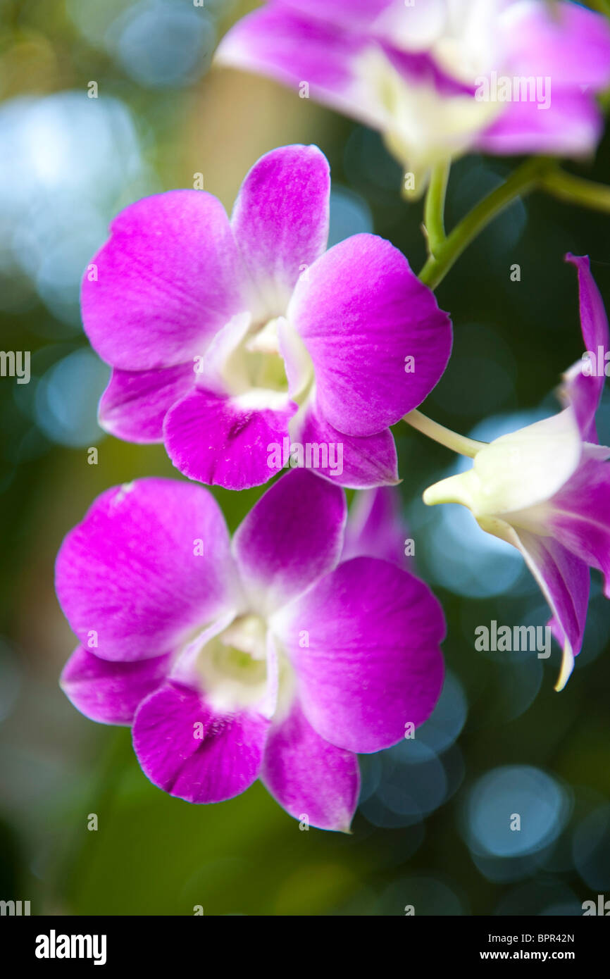 orchid, Bangkok, Thailand Stock Photo - Alamy