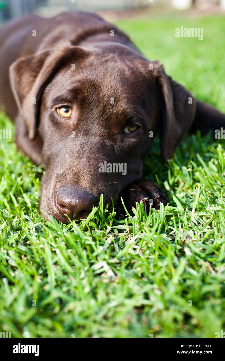Cute chocolate labrador retriever hi-res stock photography and images ...