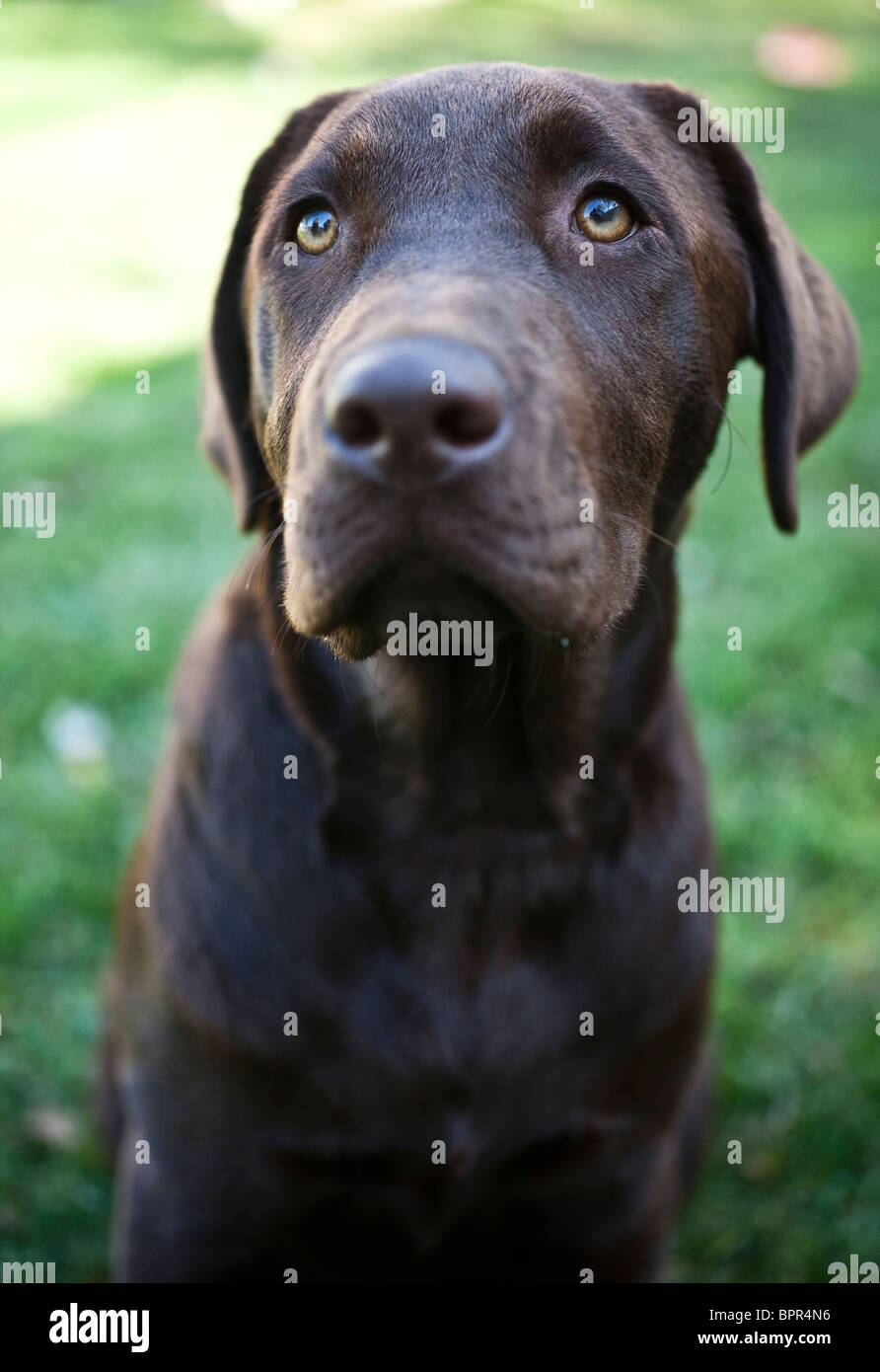 Chocolate Brown Labrador Stock Photo - Alamy