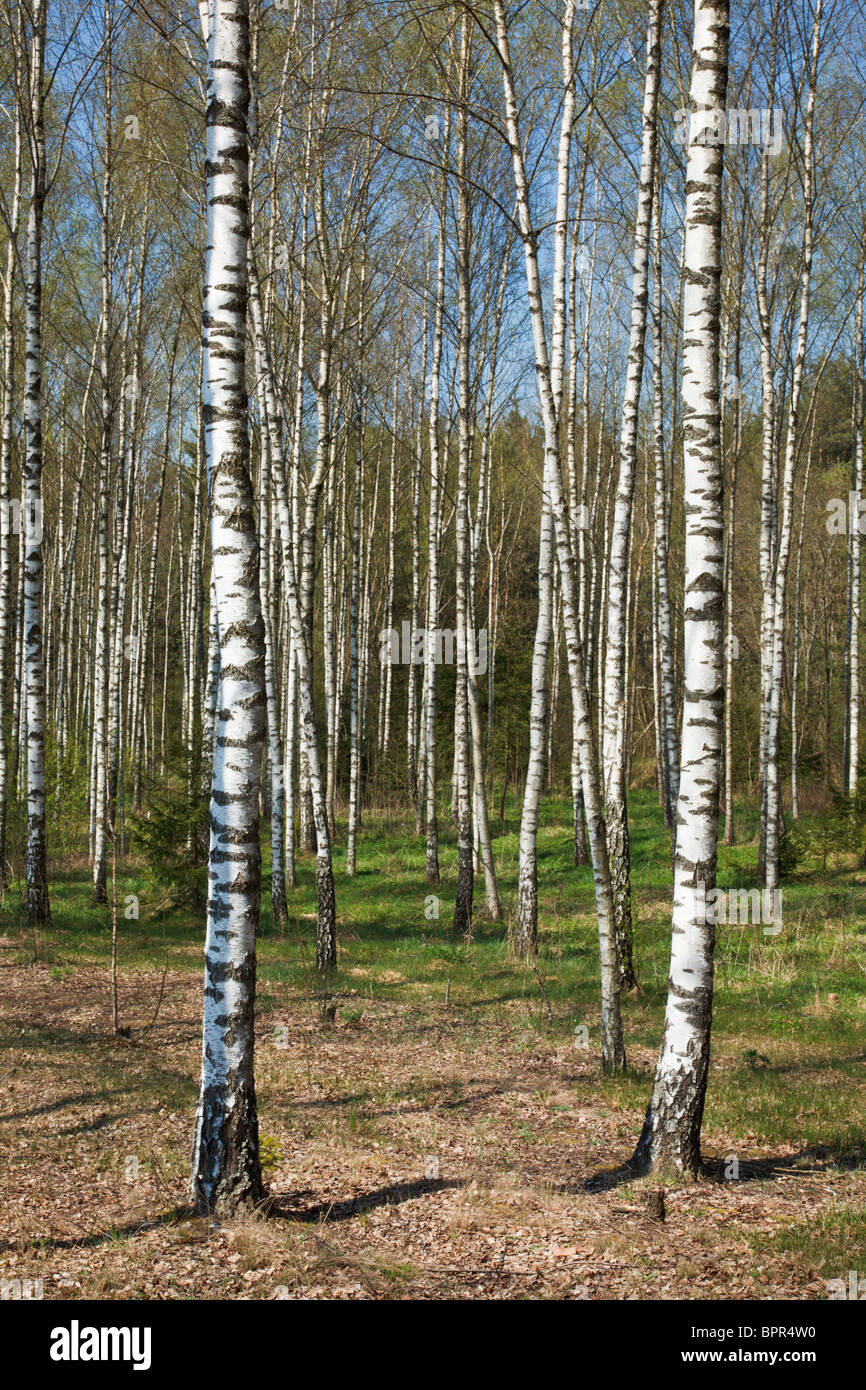 Birch grove in spring hi-res stock photography and images - Alamy