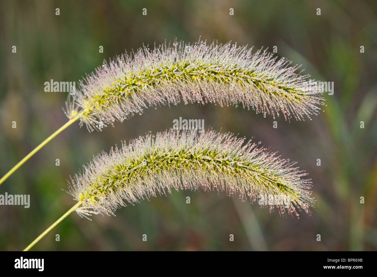 Two stalks of tall grass in a field wet and heavy with morning dew ...