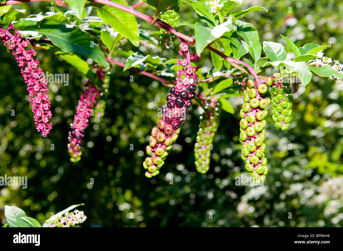 Pokeweeds hi-res stock photography and images - Alamy