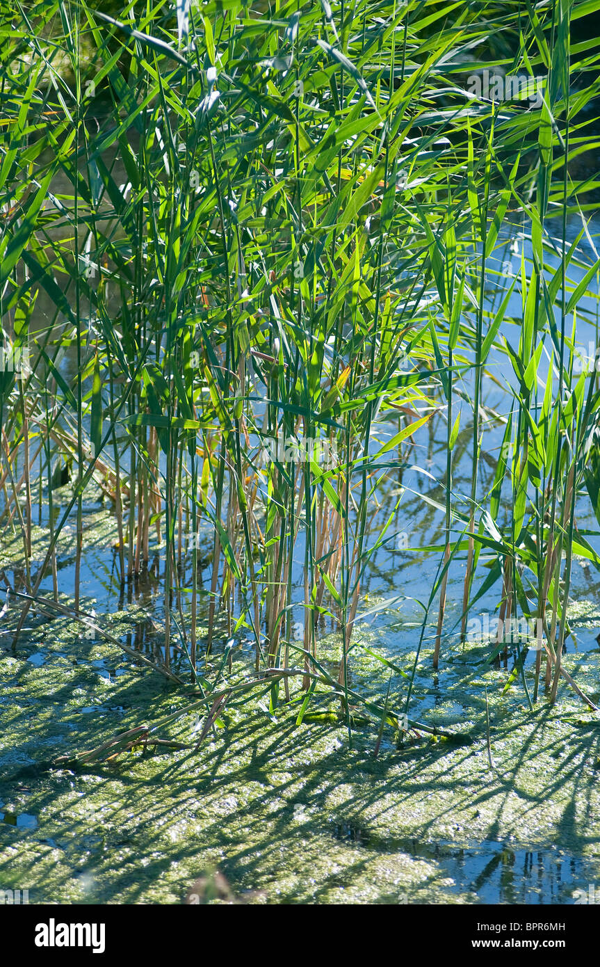 Marsh grass landscapes hi-res stock photography and images - Alamy