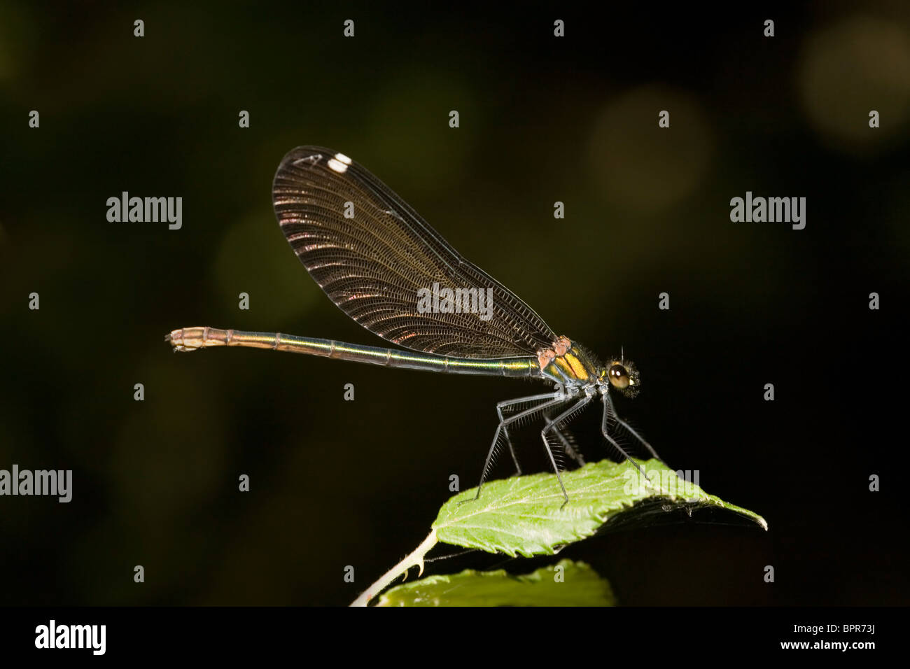 Mediterranean insects hi-res stock photography and images - Alamy