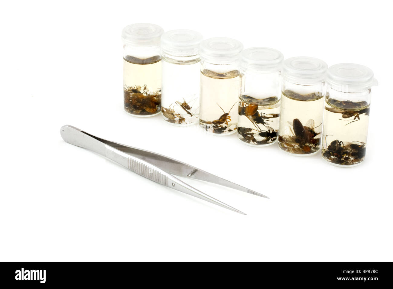 Insects dissection hi-res stock photography and images - Alamy