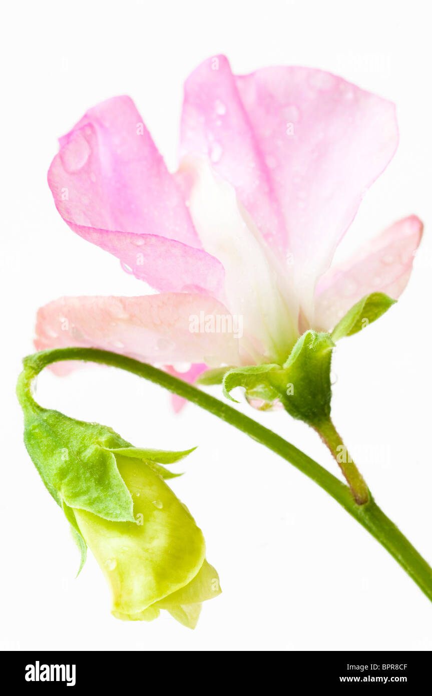 Sweet Pea, Lathyrus odoratus, 'Geranium Pink' in flower Stock Photo - Alamy