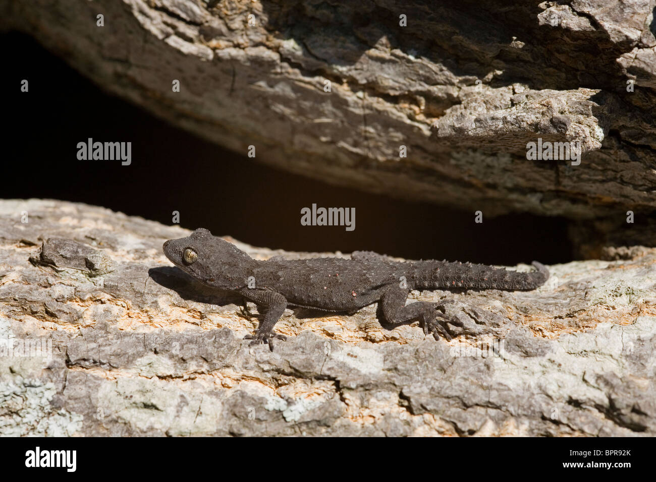 Kotschy's Gecko in Greece Stock Photo - Alamy