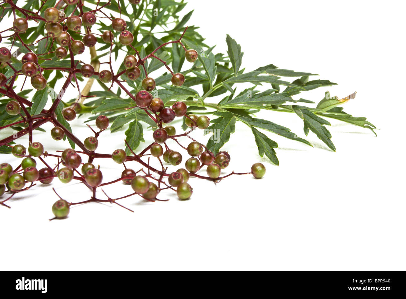 Elder branch hi-res stock photography and images - Alamy